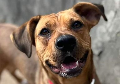 Adopt a Dog - PETSinc