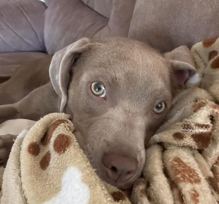 Donate to Help Support Community Pets - PETSinc