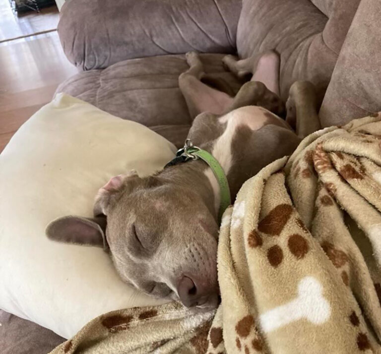 Donate to Help Support Community Pets - PETSinc